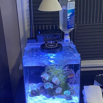 How To Setup A Simple Pico Reef